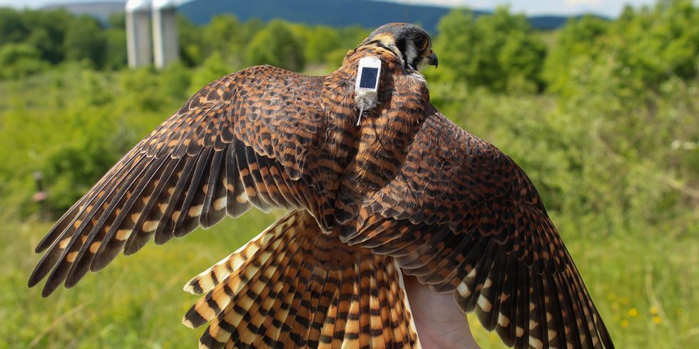 Falconry Radio Telemetry System for Modern Day Falconers